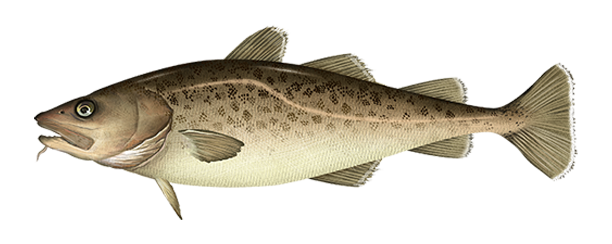 Groundfish Cod Pacific - Arctic Pearl